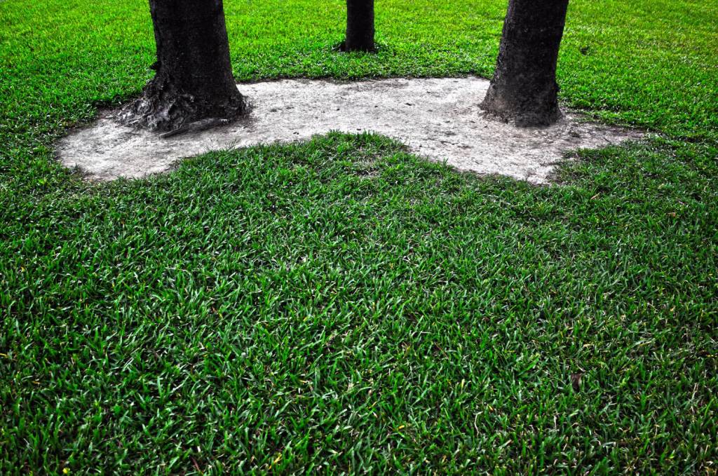 Buffalo Grass – LAWNS4YOU