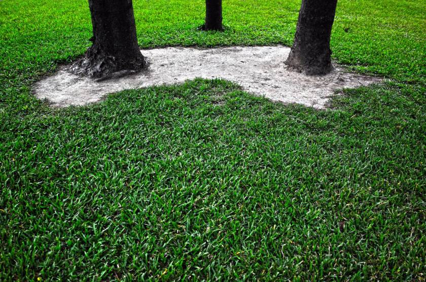 Buffalo Grass – LAWNS4YOU