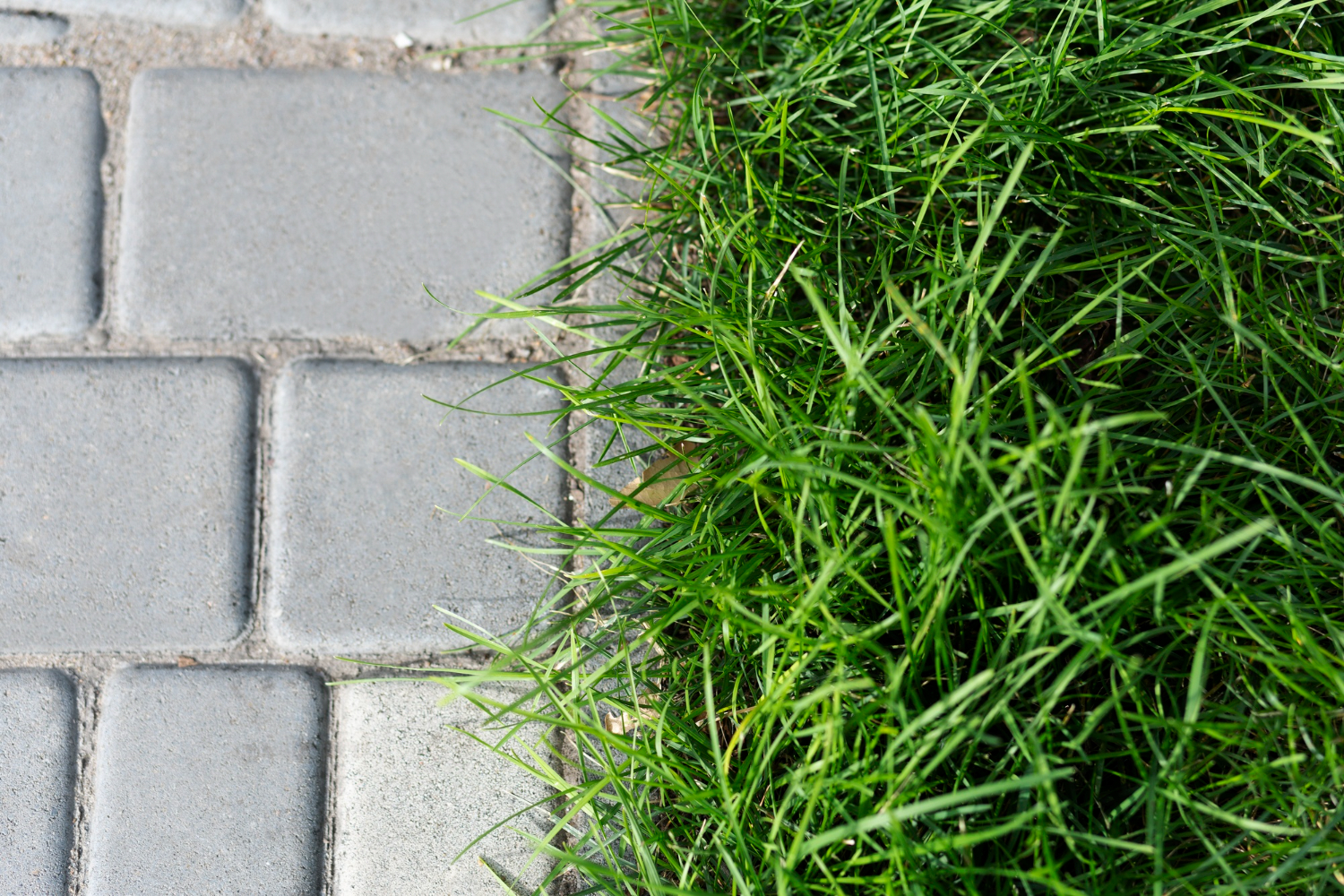 Cynodon Grass – LAWNS4YOU