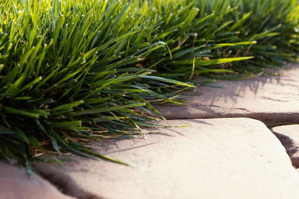 LM Berea grass – LAWNS4YOU