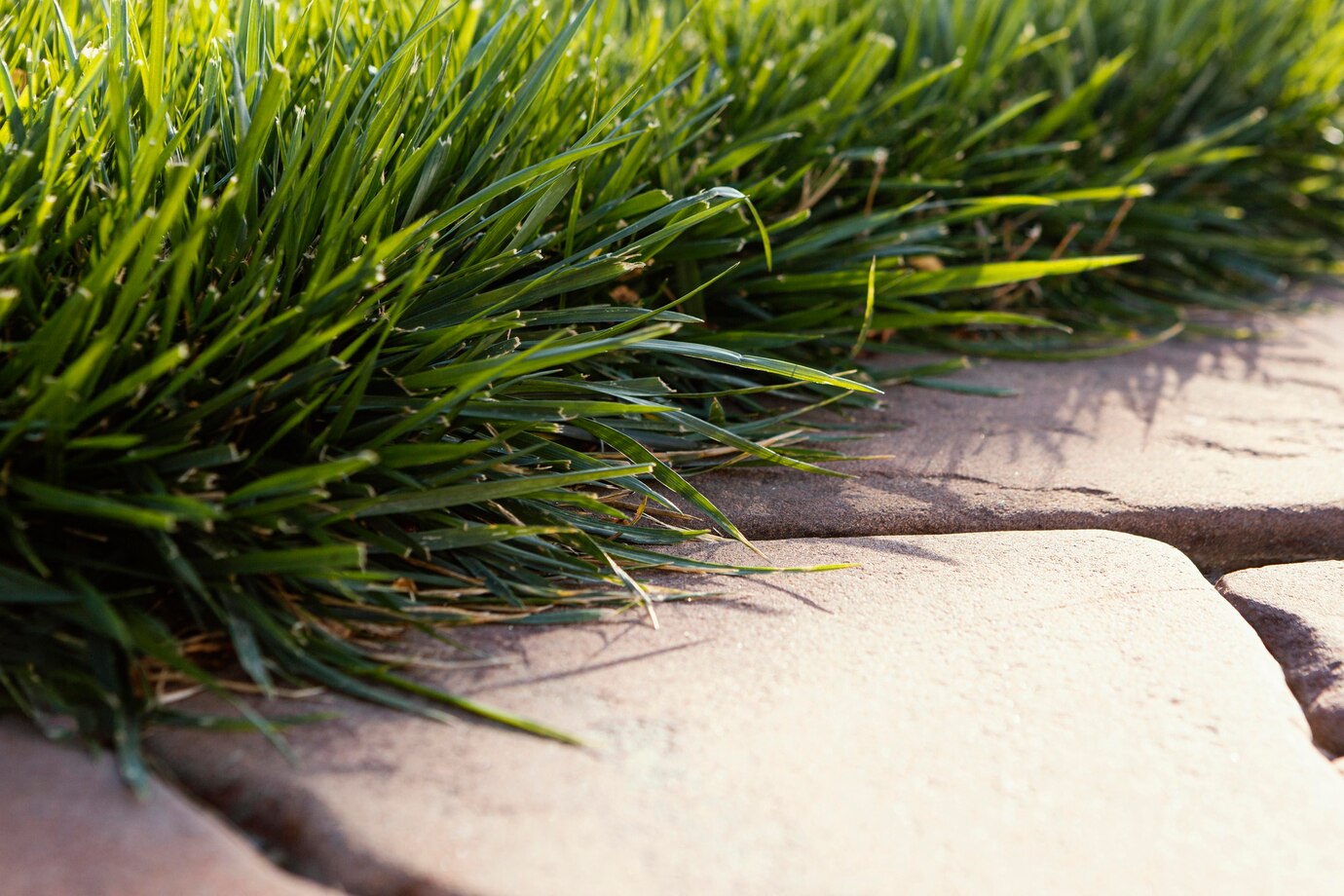 LM Berea grass – LAWNS4YOU